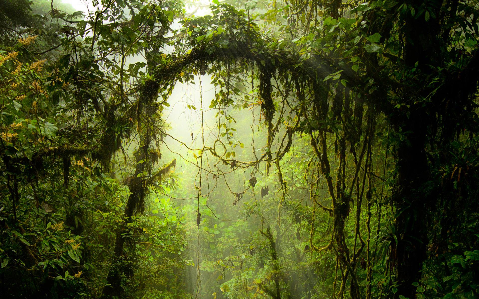 Why is the Monteverde Cloud Forest Reserve so famous? | MonteTours