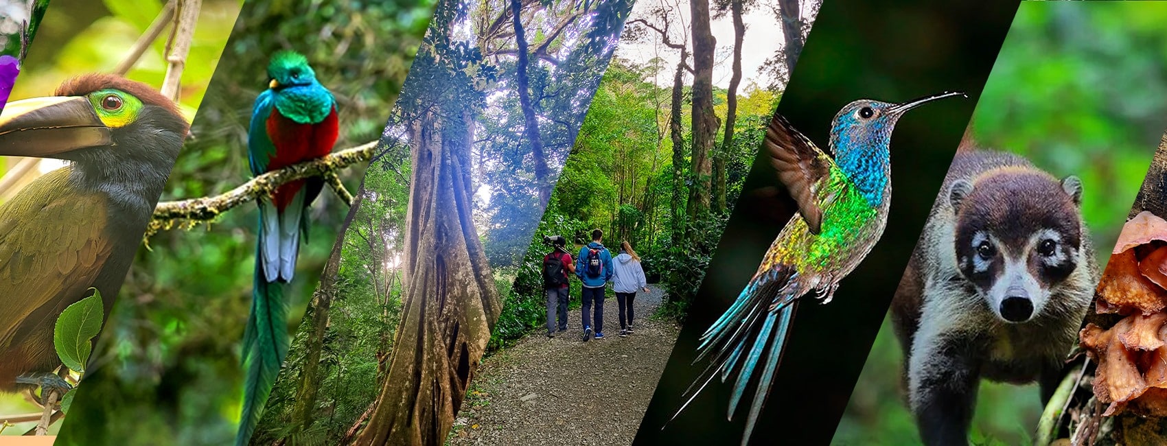 The Top 3 Monteverde's Best Nature Tours at Curi Cancha | MonteTours