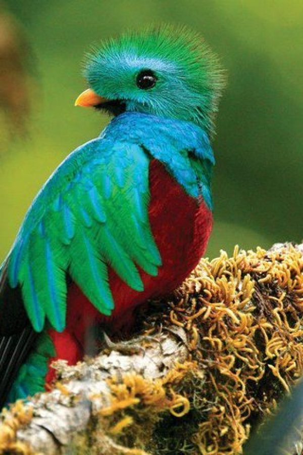 Curi Cancha | Monteverde Costa Rica | MonteTours